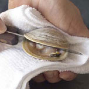 Shucking Clams | Williams Sonoma