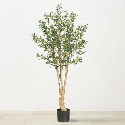 Silk Olive Tree, 60" | Williams Sonoma