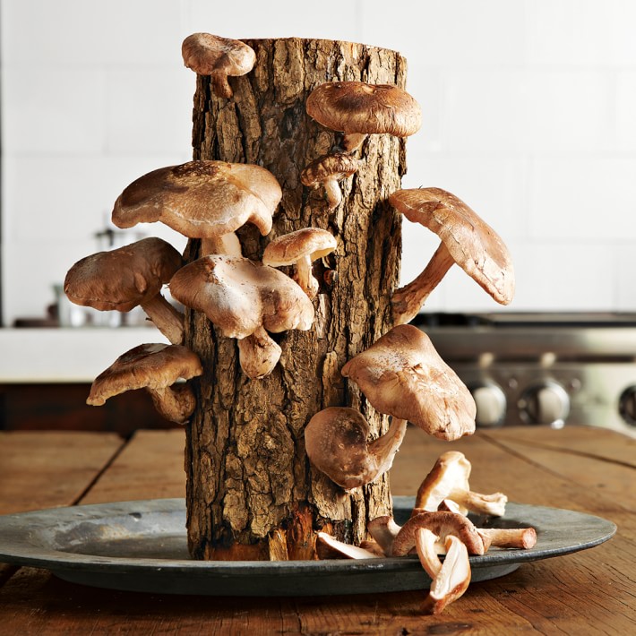 Shiitake Mushroom Log Kit | Mushroom Growing Kit | Williams Sonoma