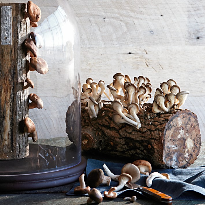 Shiitake Mushroom Log Kit | Mushroom Growing Kit | Williams Sonoma