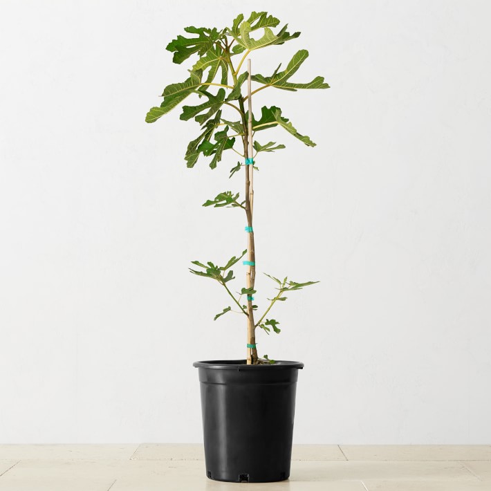 Live Alder & Oak Fig Tree | Williams Sonoma