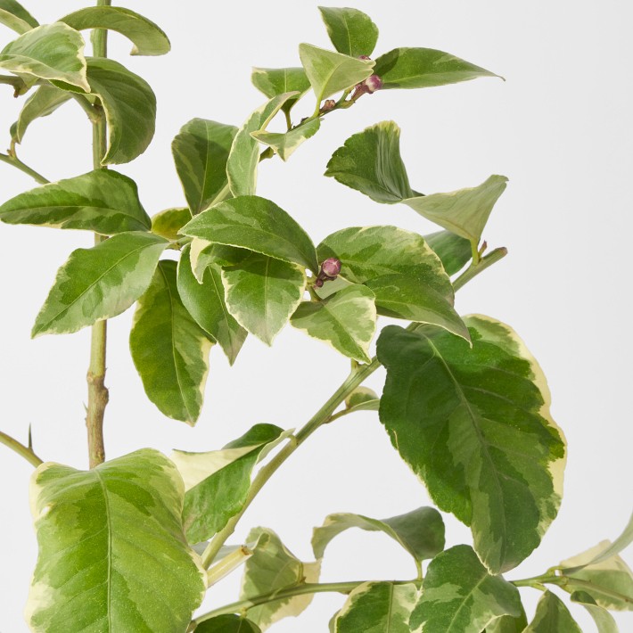Alder & Oak Lemon Eureka Pink Varigated Tree | Williams Sonoma