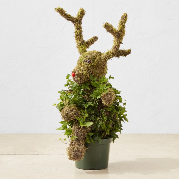 Ivy & Moss Sitting Reindeer Topiary | Williams Sonoma