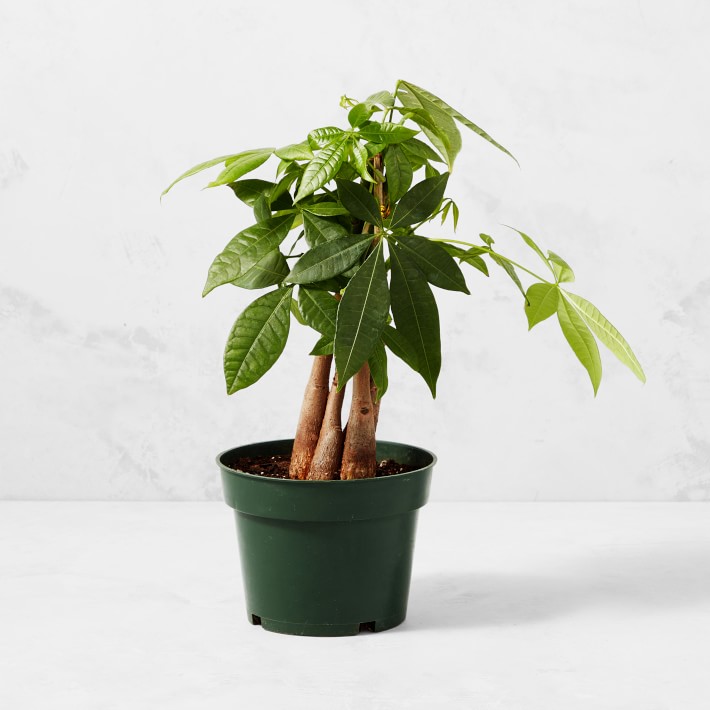 6" Live Money Tree House Plant | Williams Sonoma
