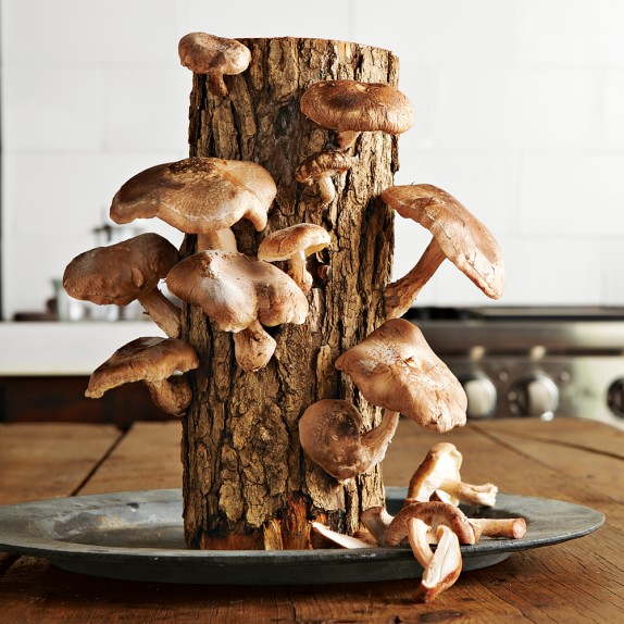 Shiitake Mushroom Log Kit | Mushroom Growing Kit | Williams Sonoma
