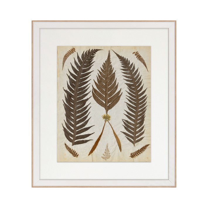 Hand Pressed Fern Specimens | Williams Sonoma