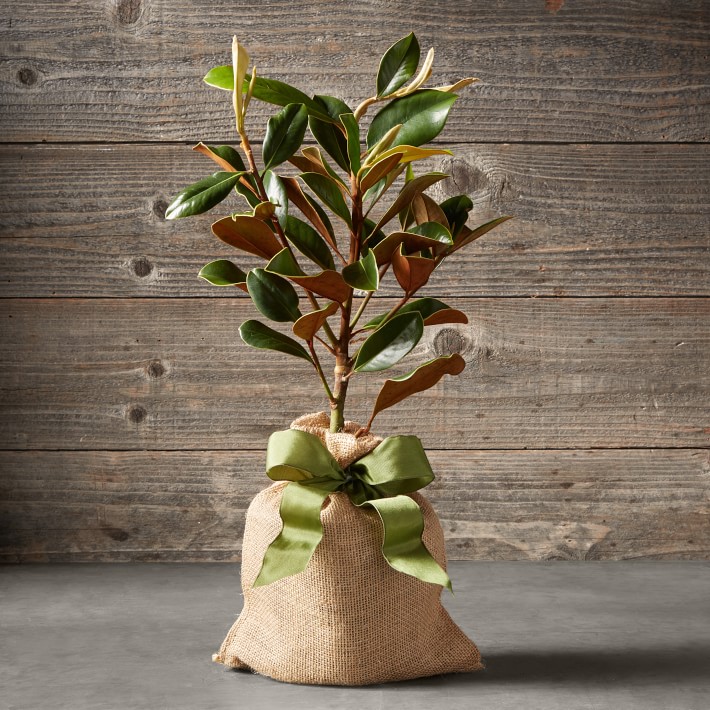 Mini Magnolia Tree | Potted Tree | Williams Sonoma
