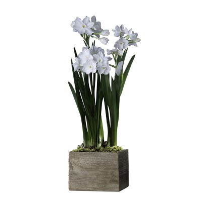 Fresh Paperwhites in Wood Planter | Williams Sonoma