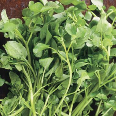 All About Sturdy Lettuces | Williams Sonoma