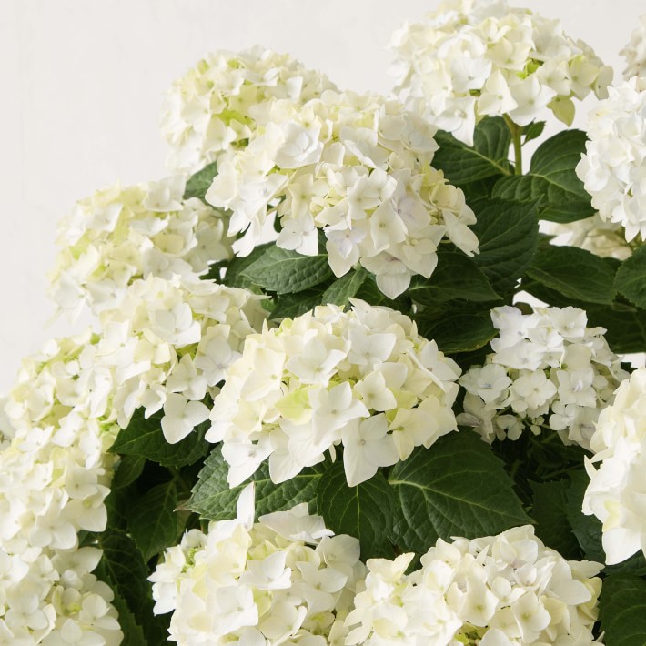 Live Alder & Oak Hydrangea | Williams Sonoma
