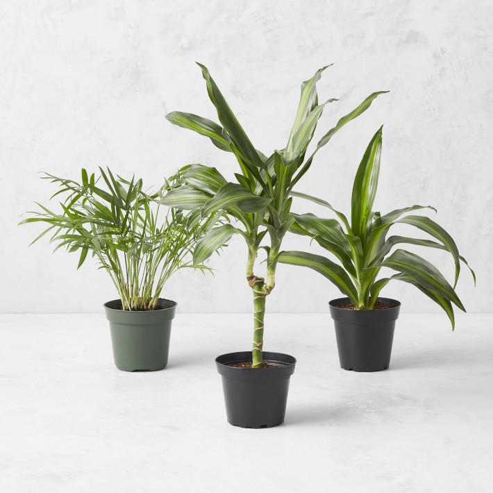 4" Live Foliage, Set of 3 | Williams Sonoma