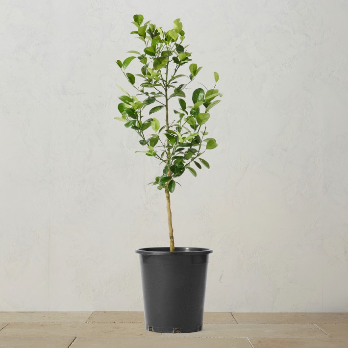 Alder & Oak Fukushu Kumquat Tree | Williams Sonoma