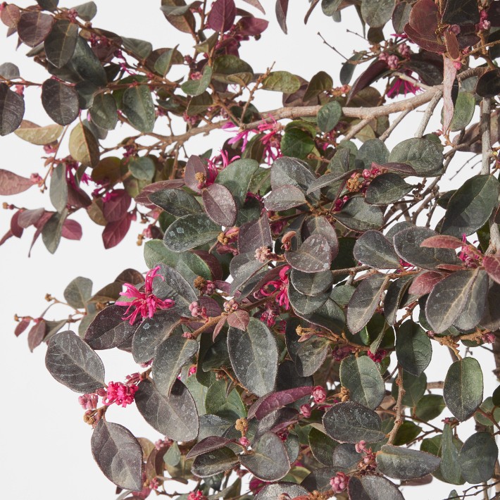 Alder & Oak Chinese Fringe Flower Column | Williams Sonoma