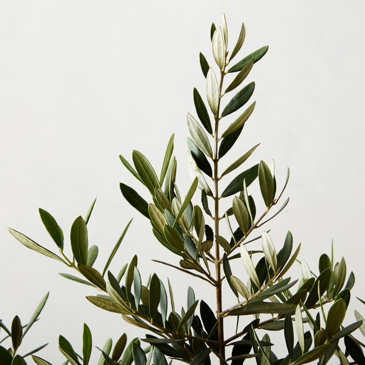 Live Alder & Oak Dwarf Olive Tree | Williams Sonoma