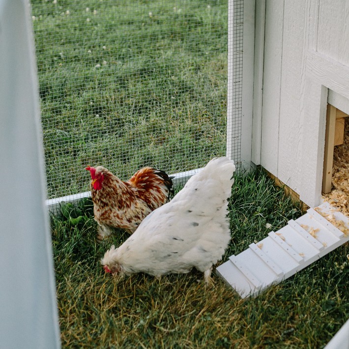 Charming White Chicken Coop with Silver Metal Roof, Chicken Run, and ...