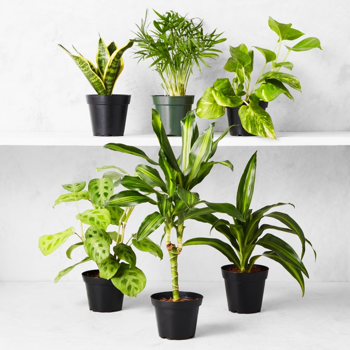 4" Live Foliage, Set of 3 | Williams Sonoma