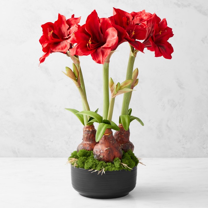 Jeff Leatham Faux Holiday Amaryllis | Williams Sonoma