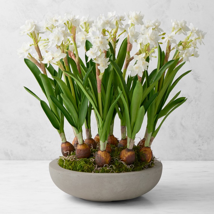 Jeff Leatham Faux Holiday Paperwhites in Cement Planter | Williams Sonoma