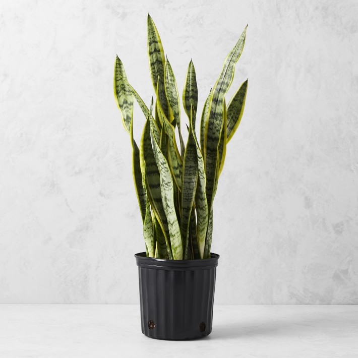 Live Snake Floor Plant, 27" | Williams Sonoma