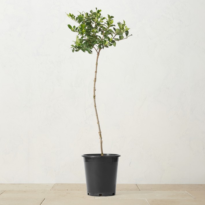 Alder & Oak Gardenia Patio Tree, 3' | Williams Sonoma