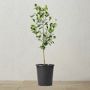 Alder & Oak Fukushu Kumquat Tree, 24"-36" | Williams Sonoma