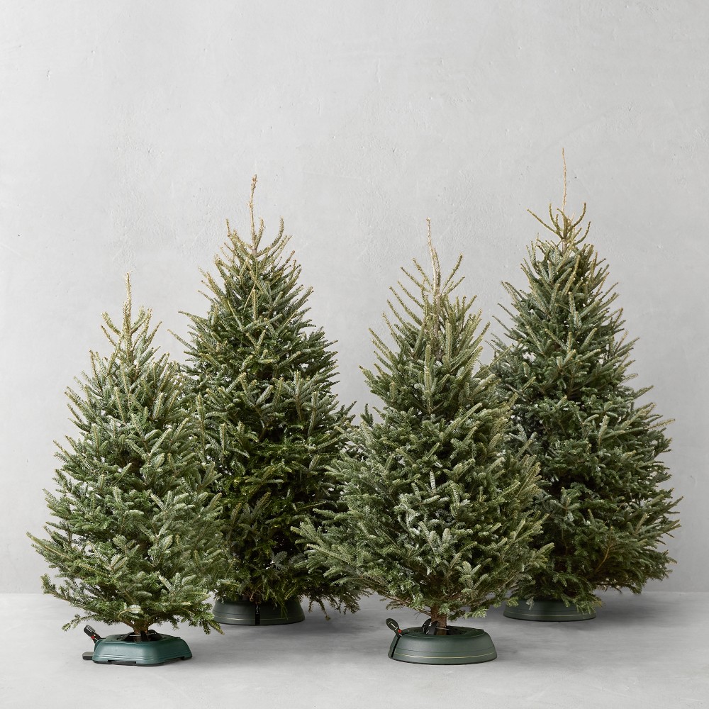 Fraser Fir Snowfresh Fresh Christmas Tree 5'–9' | Williams Sonoma